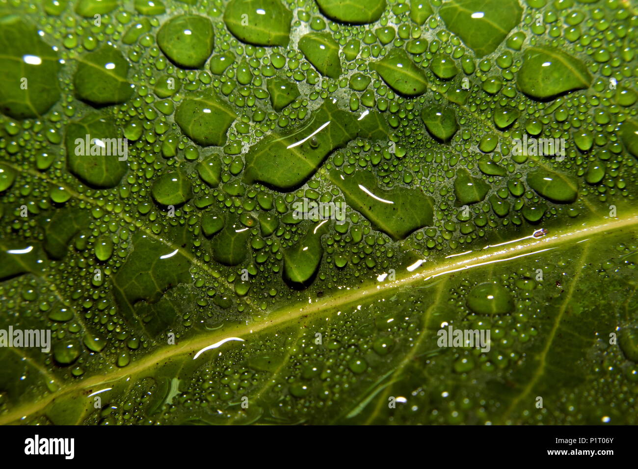 Macro morning dew drops on hi-res stock photography and images - Alamy