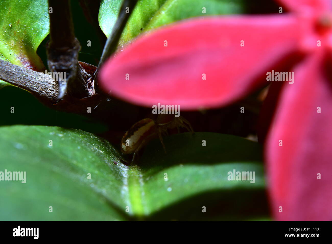 Spider legs flower hi-res stock photography and images - Alamy
