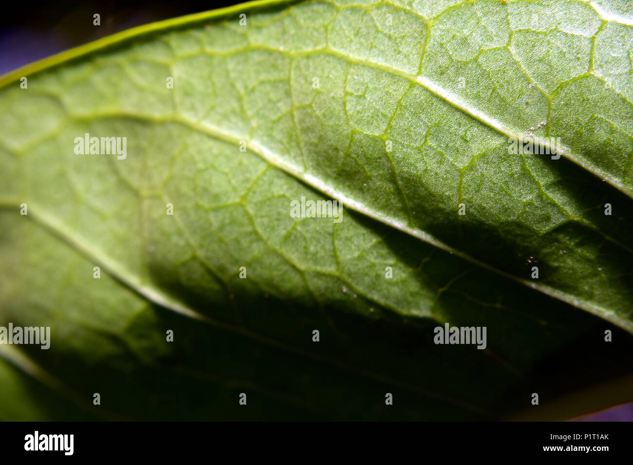 Macro of leaf hi-res stock photography and images - Alamy