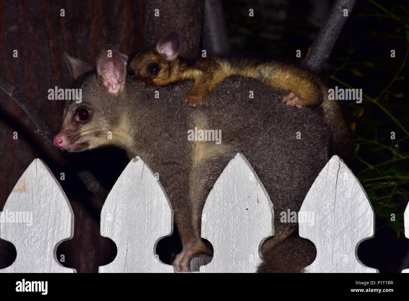 Baby possum hi-res stock photography and images - Alamy