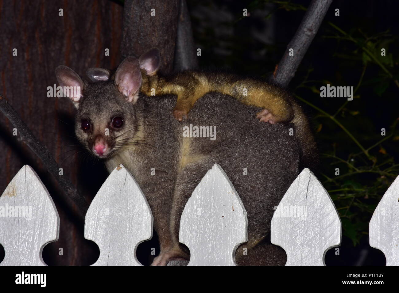 Baby opossum hi-res stock photography and images - Alamy