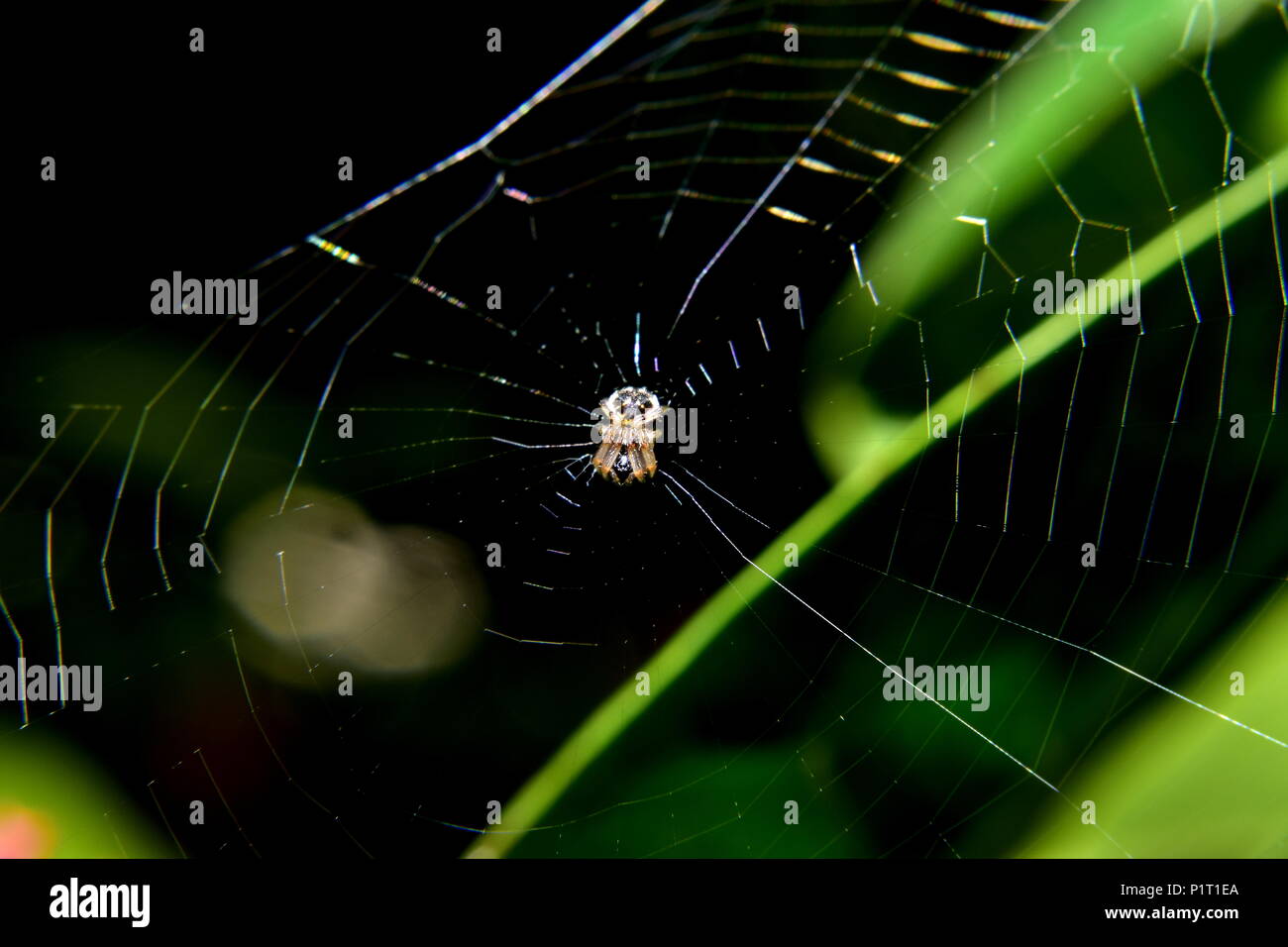 Close up spider silk threads macro hi-res stock photography and images ...