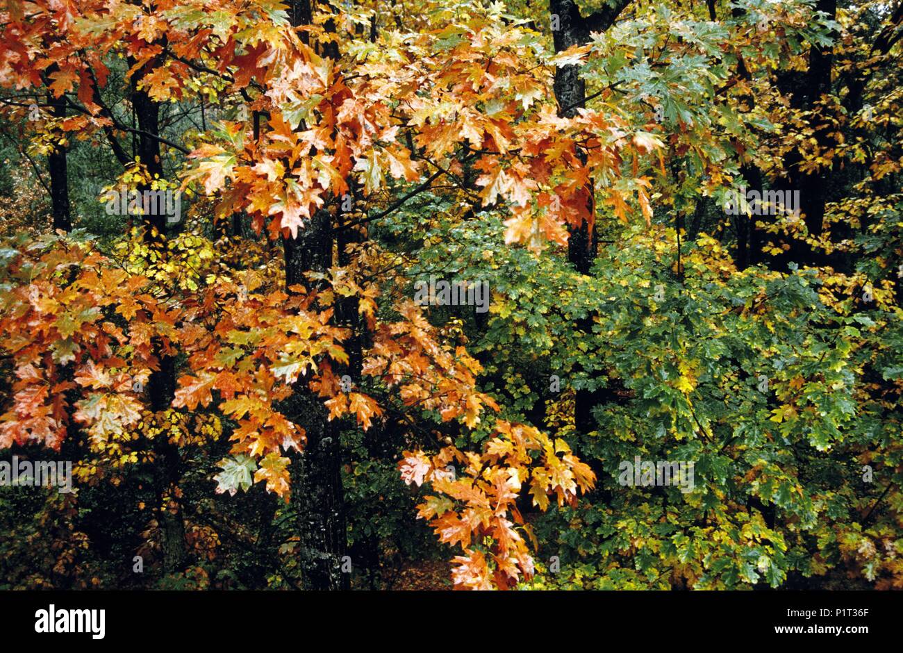 Barazar hi-res stock photography and images - Alamy