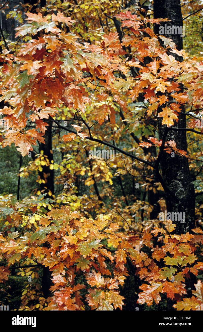 Barazar hi-res stock photography and images - Alamy