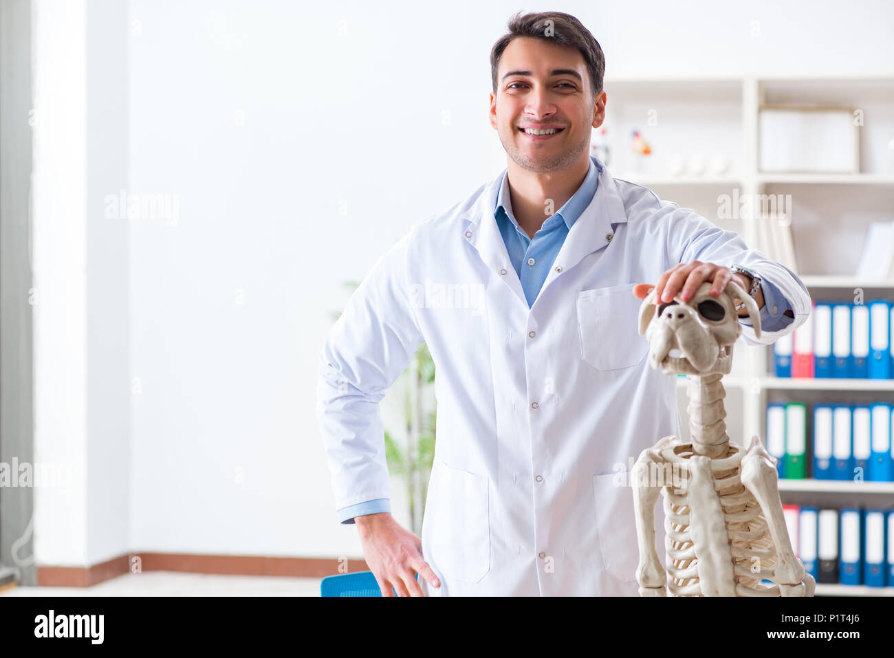 Doctor vet practicing on dog skeleton Stock Photo - Alamy