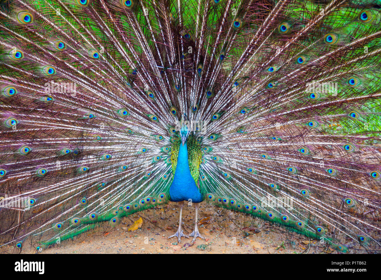 Real peacock display hi-res stock photography and images - Alamy