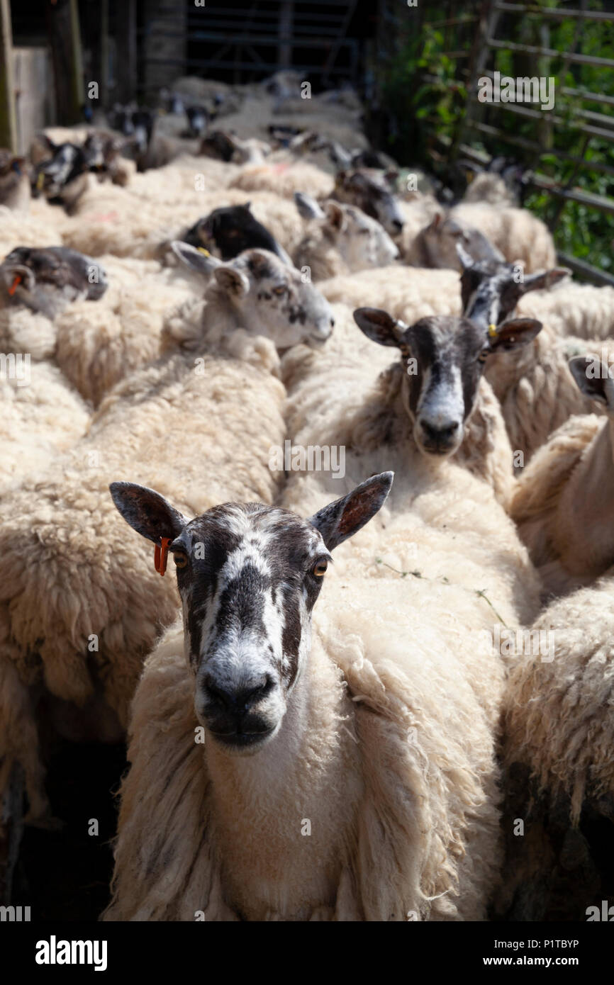 North country mule sheep hi-res stock photography and images - Alamy