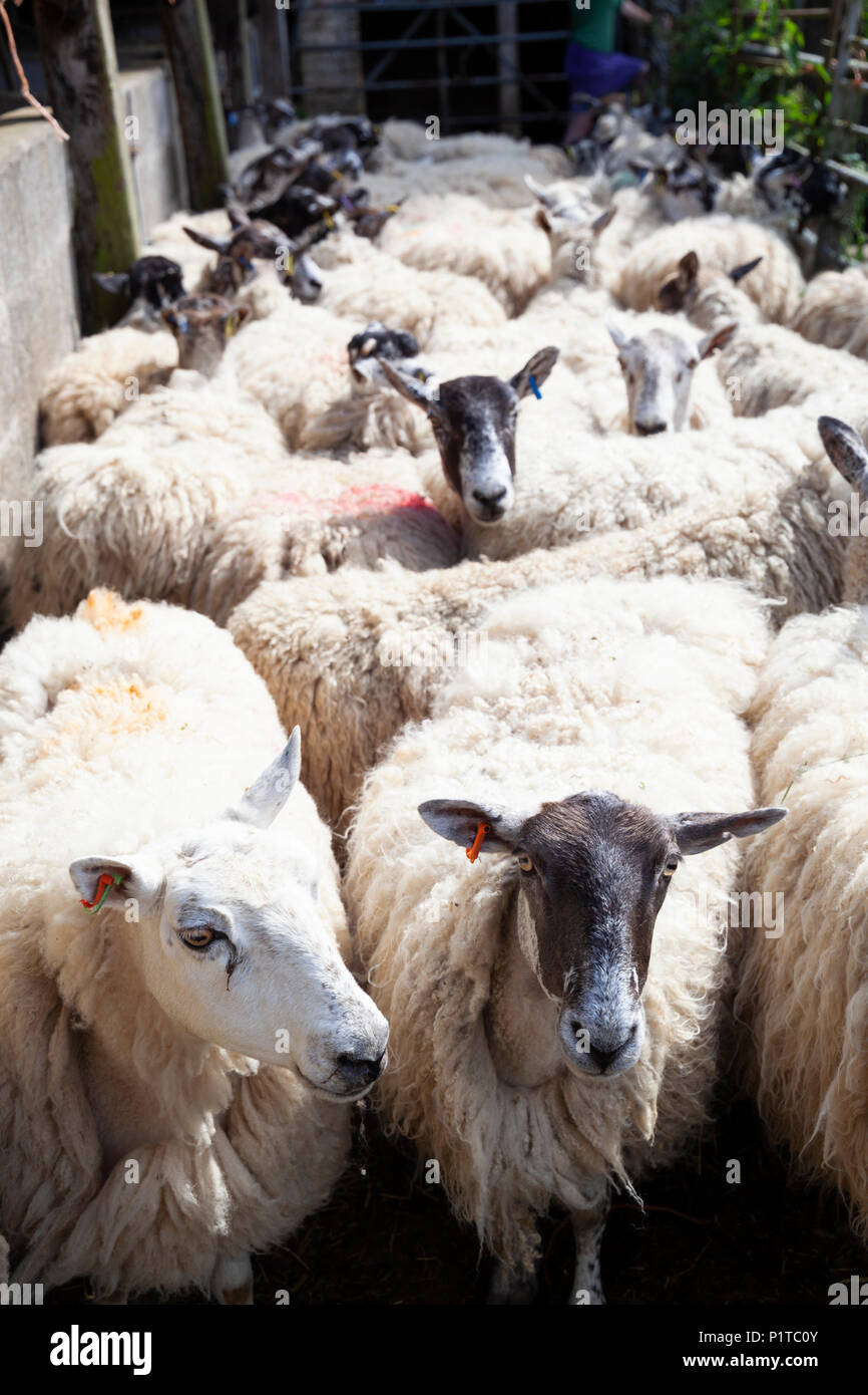 North country mule sheep hi-res stock photography and images - Alamy