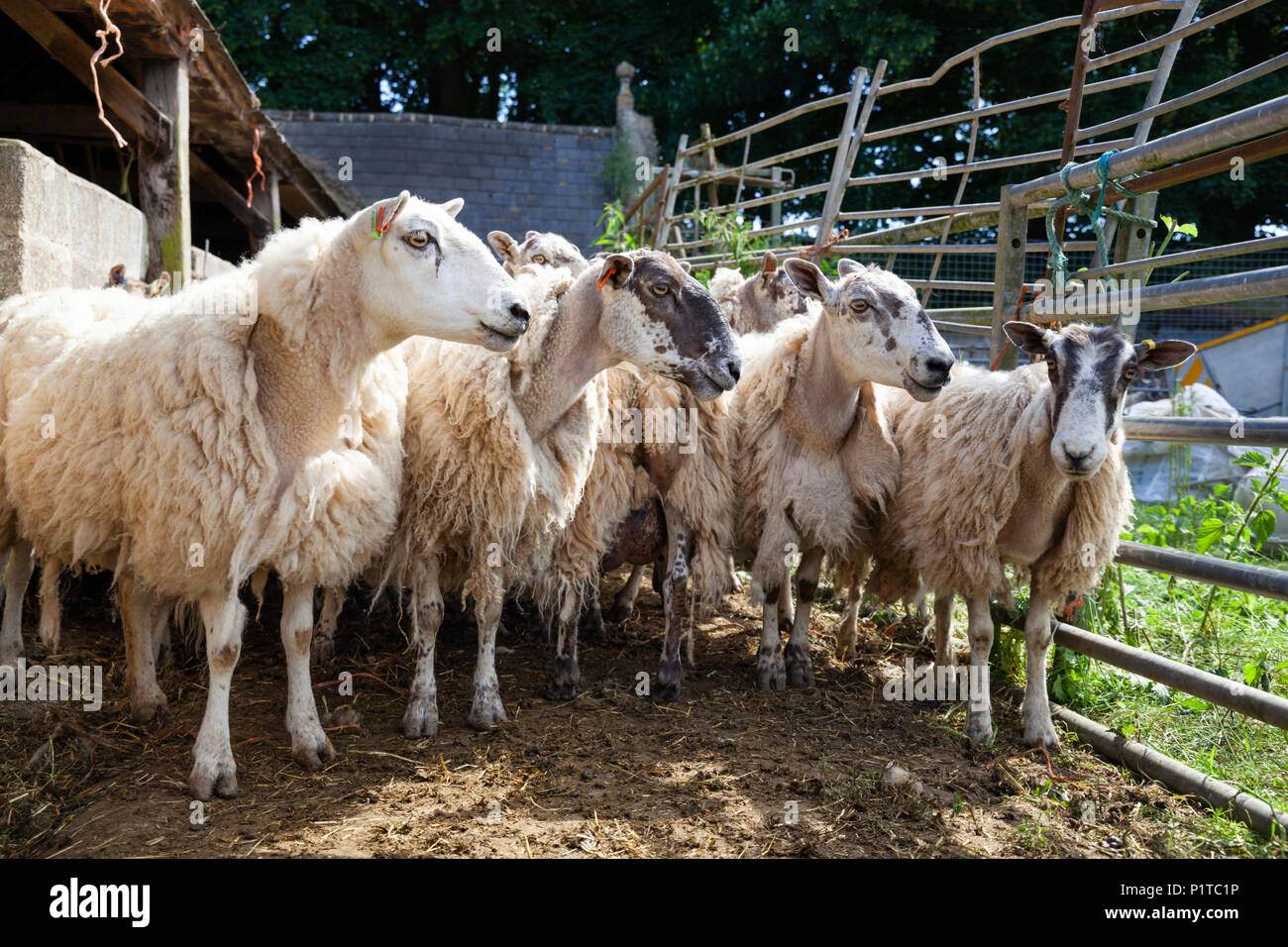 North country mule sheep hi-res stock photography and images - Alamy