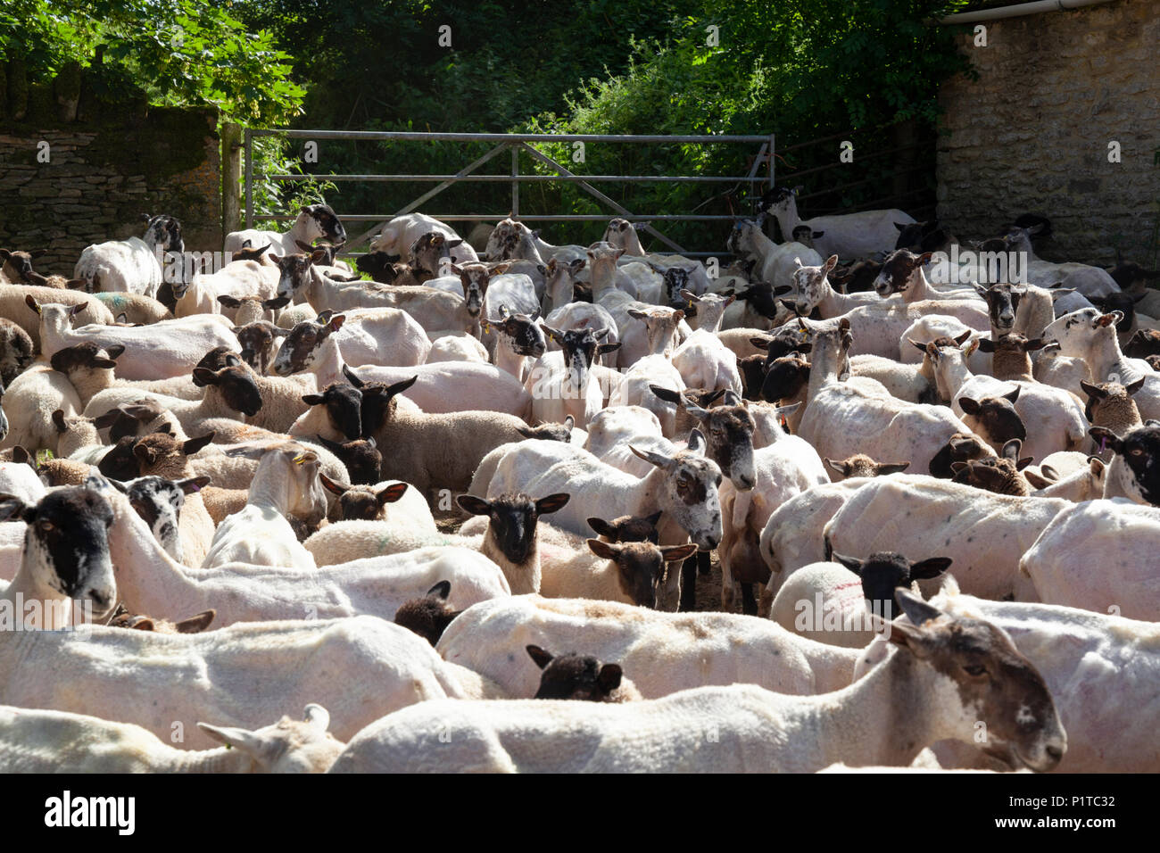 Flock of North Country Mule sheep in farmyard after being sheared, Stow ...