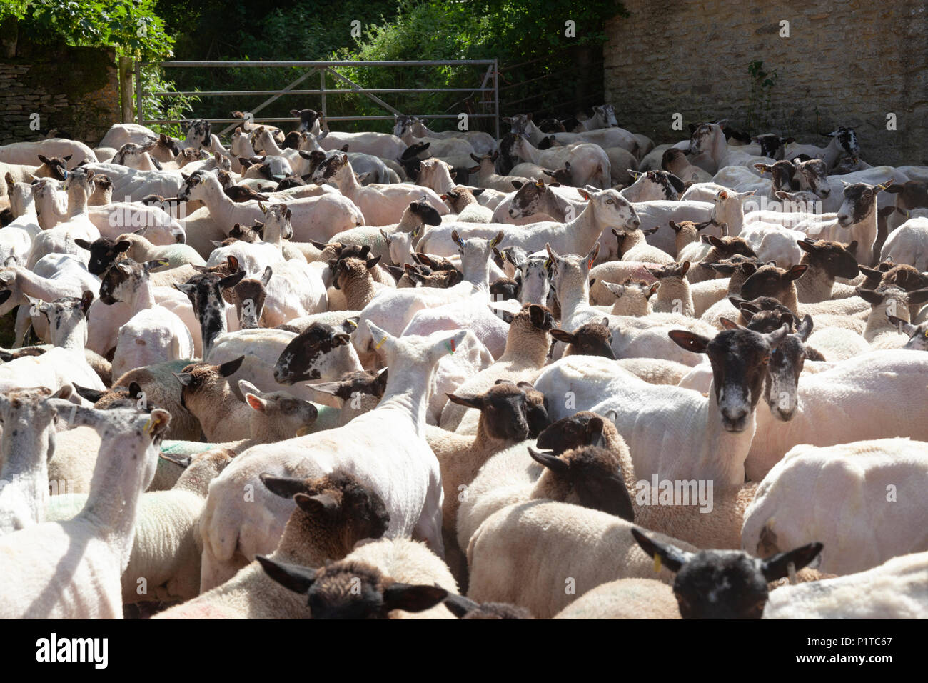 Flock of North Country Mule sheep in farmyard after being sheared, Stow ...