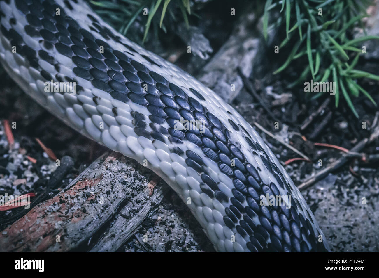 Close-up detail of the body of a black and white Indochinese spitting ...
