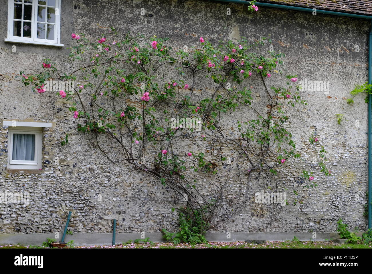 Roses growing up wall hi-res stock photography and images - Alamy