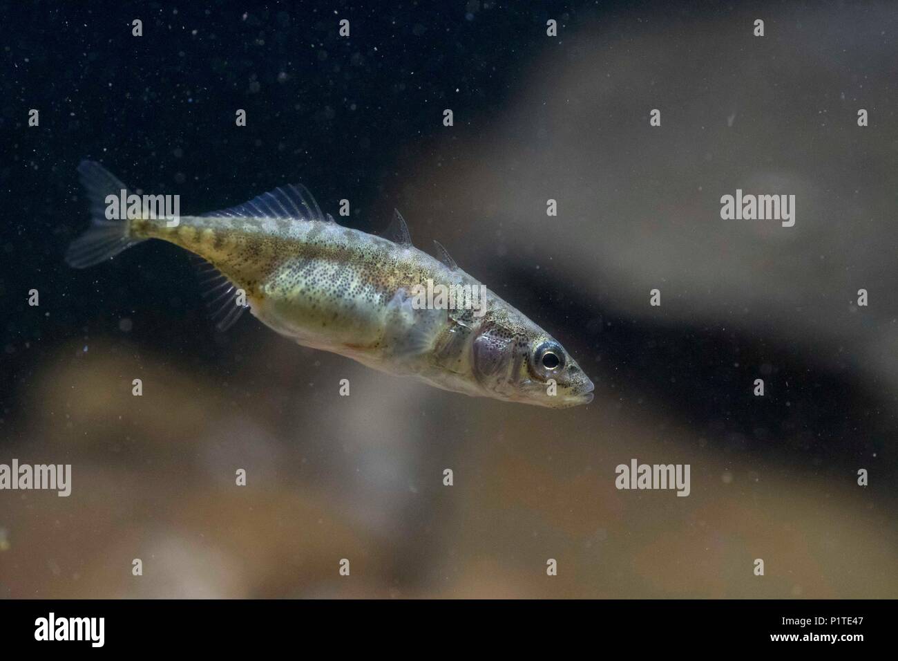 3 spined stickleback Stock Photo - Alamy