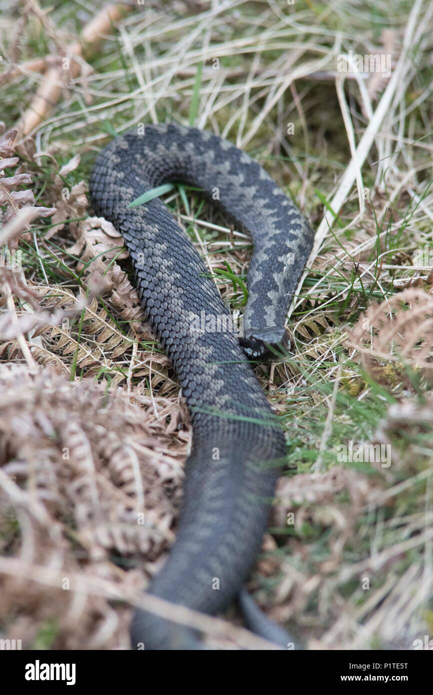 Peak district adder hi-res stock photography and images - Alamy