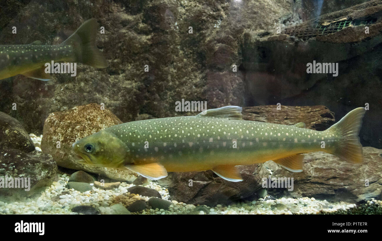 Arctic charr hi-res stock photography and images - Alamy