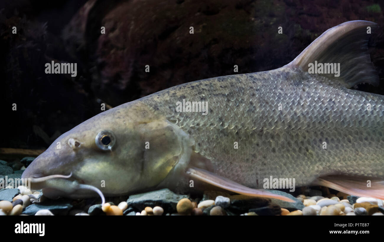 Barbel underwater barbus hi-res stock photography and images - Alamy