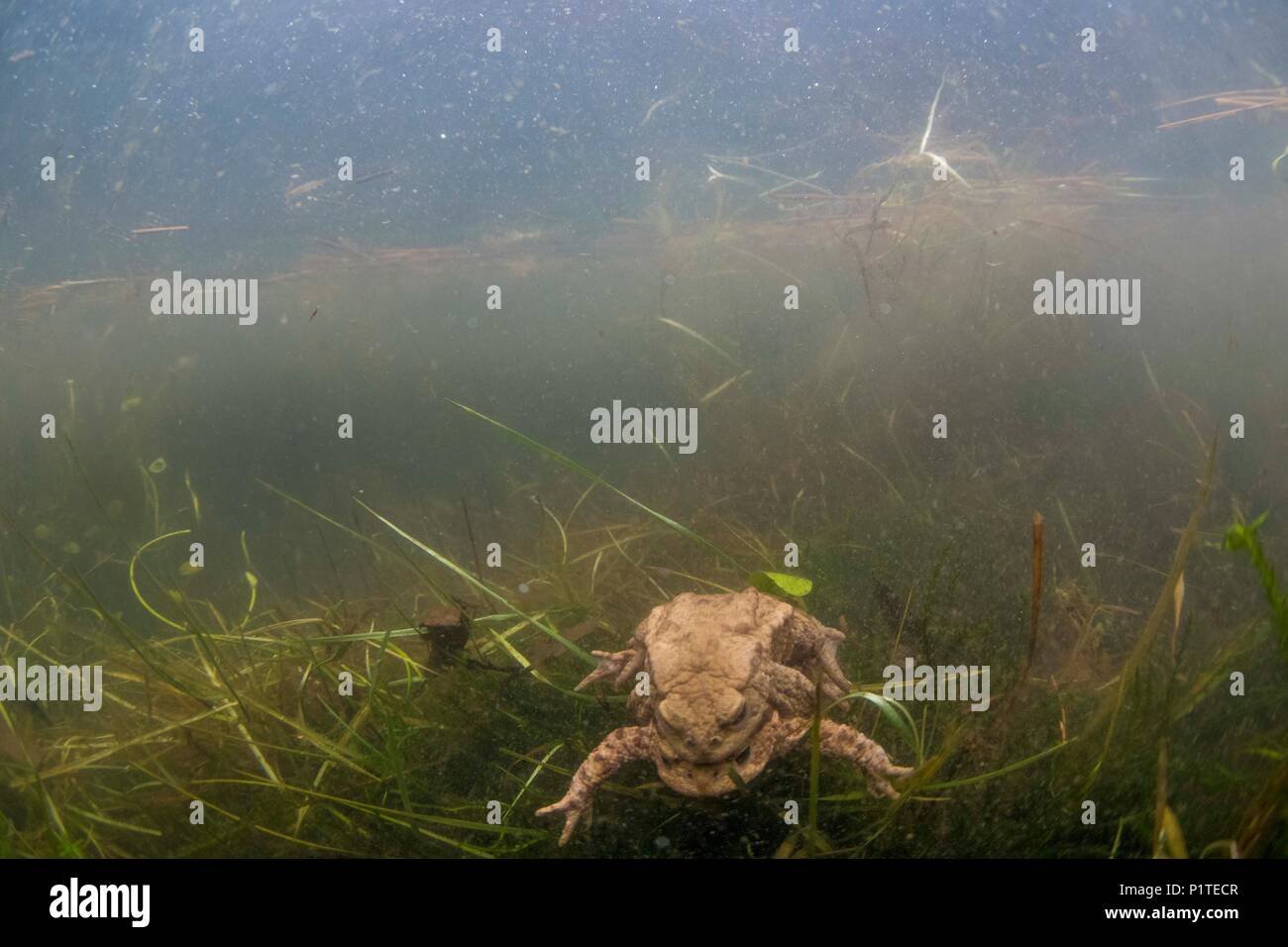 Common toad mating hi-res stock photography and images - Alamy