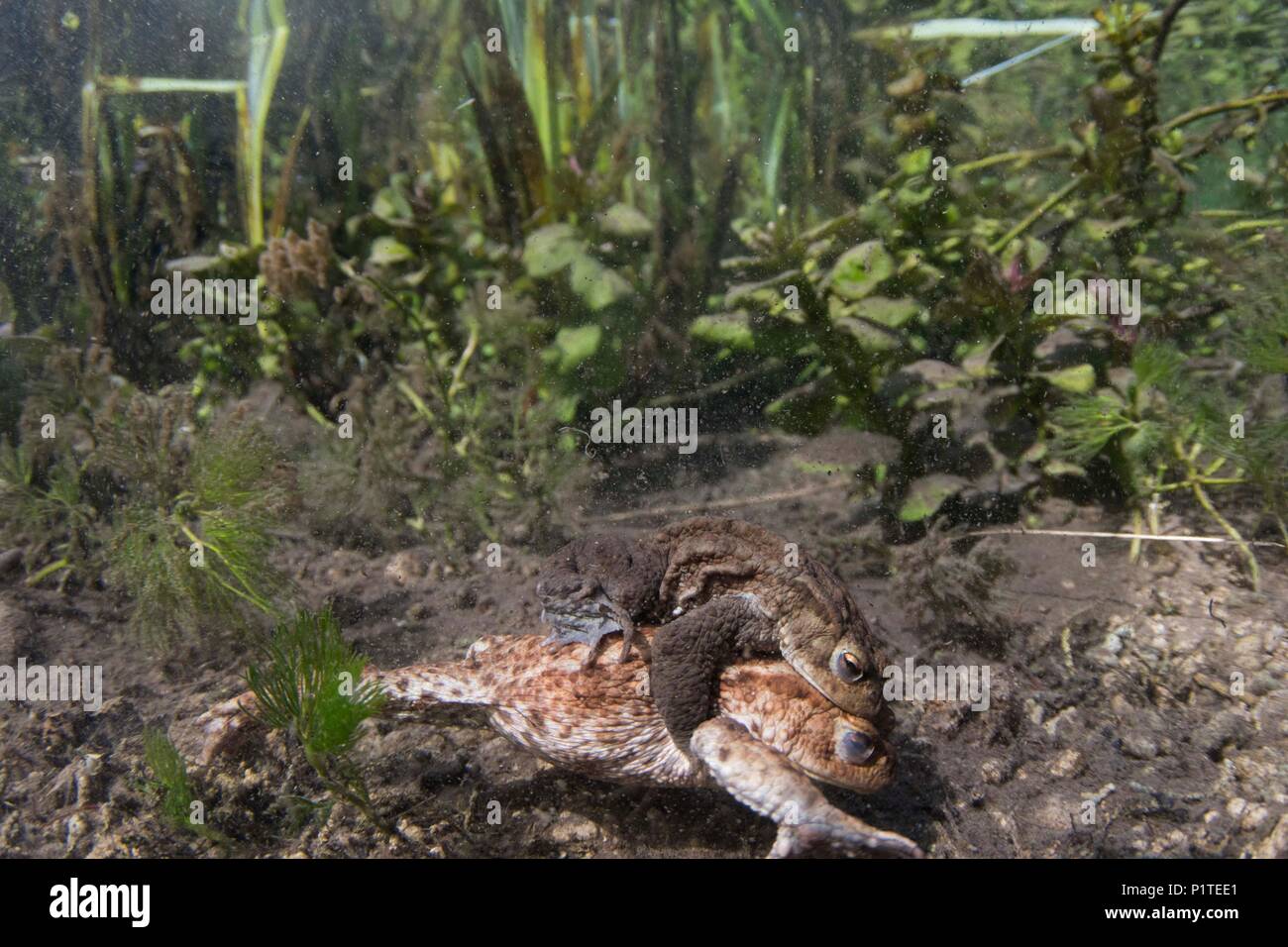 Common toad mating underwater Stock Photo - Alamy
