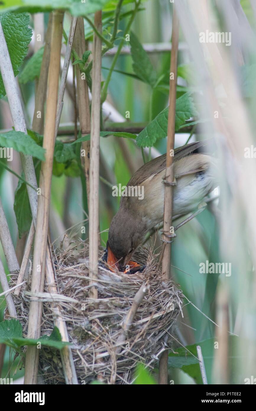 Cuckoo and reed warbler Stock Photo - Alamy
