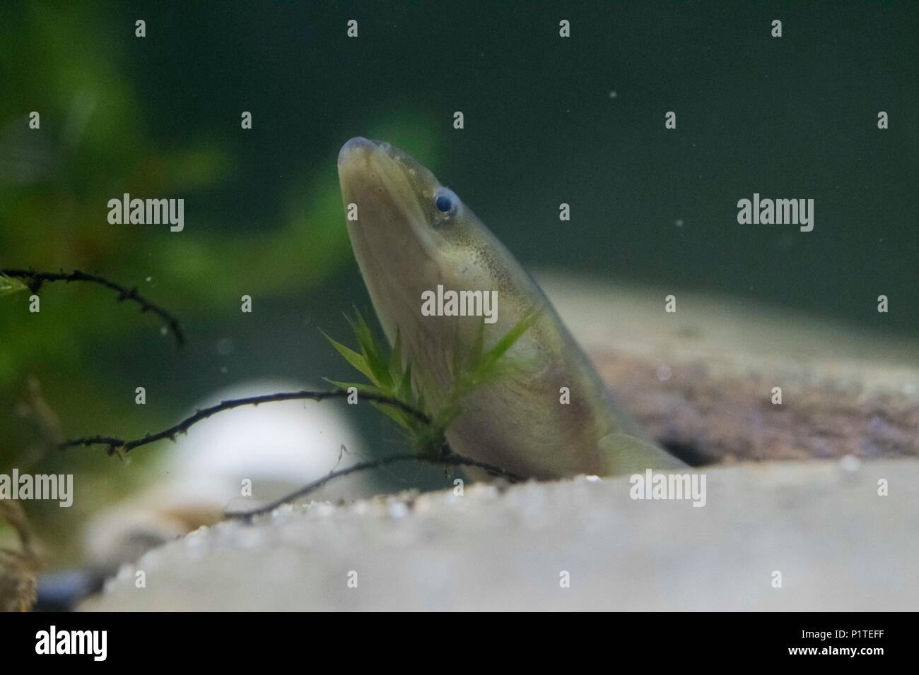 Juvenile eel young eel hi-res stock photography and images - Alamy
