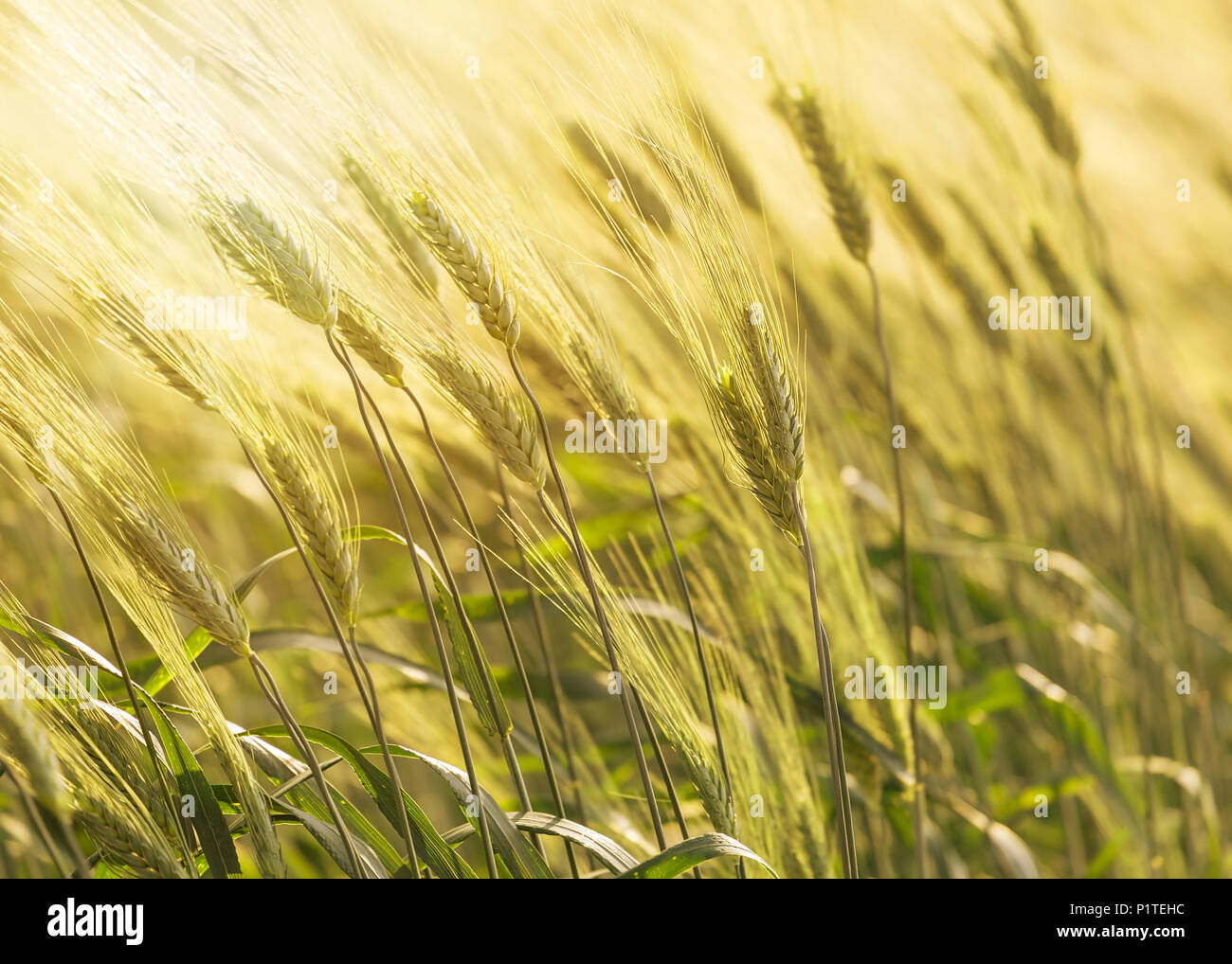 Field of golden wheat Stock Photo - Alamy