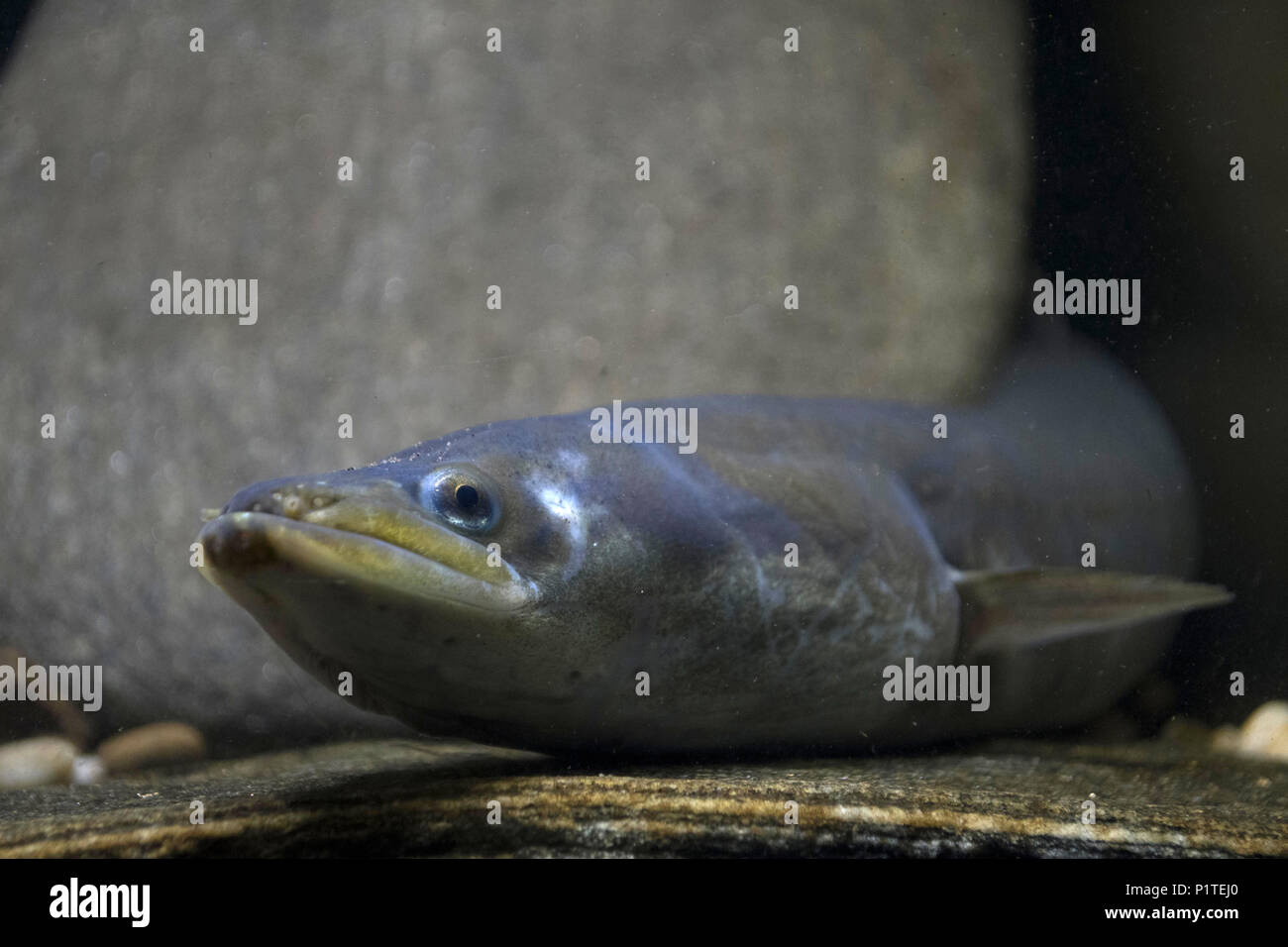 European eel, UK Stock Photo - Alamy