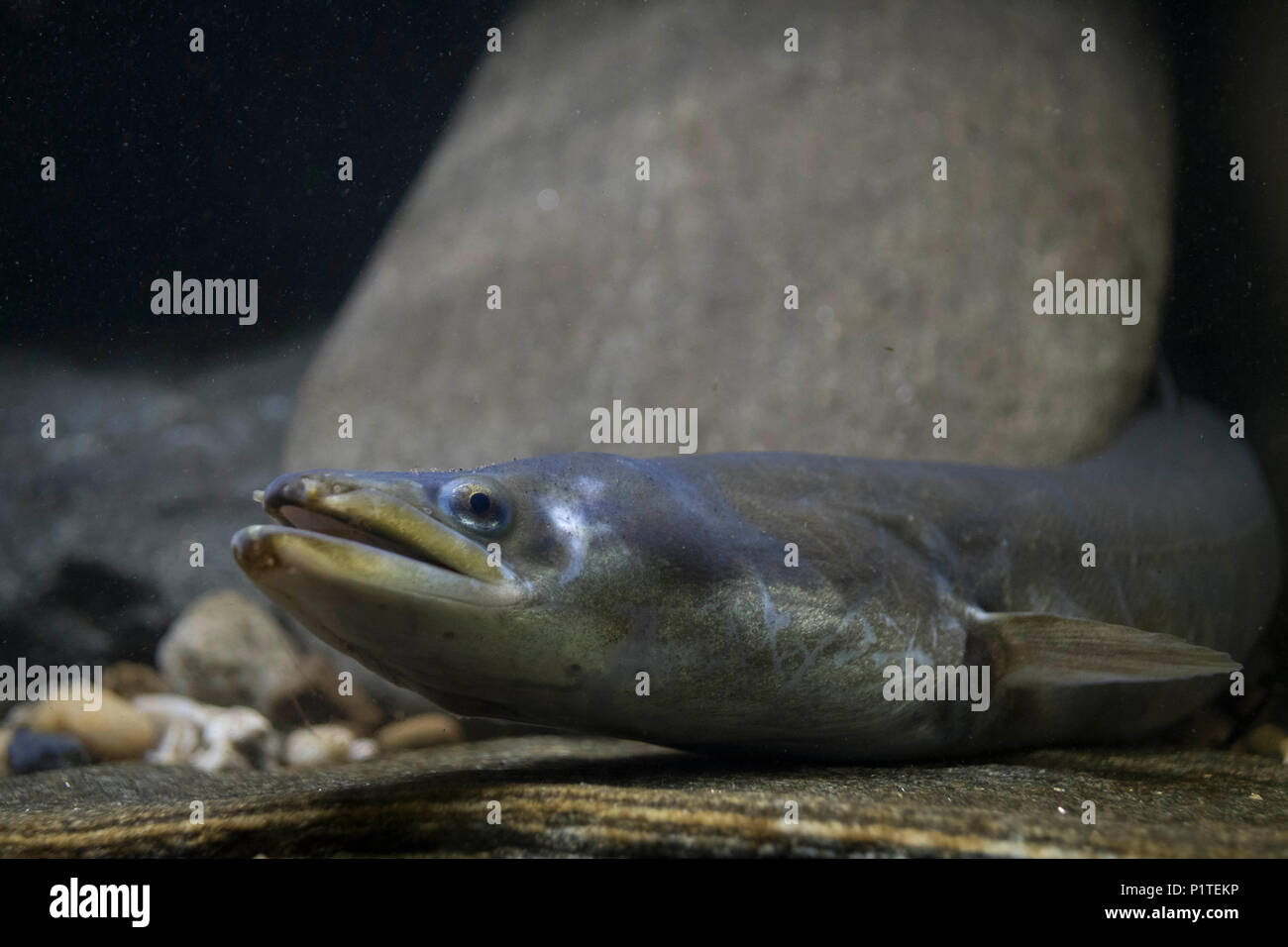 European eel, UK Stock Photo - Alamy