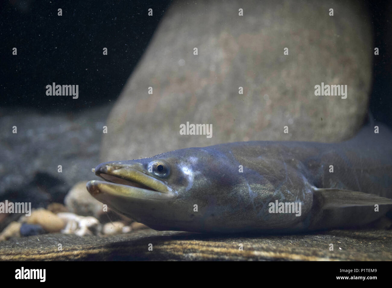 European eel, UK Stock Photo - Alamy