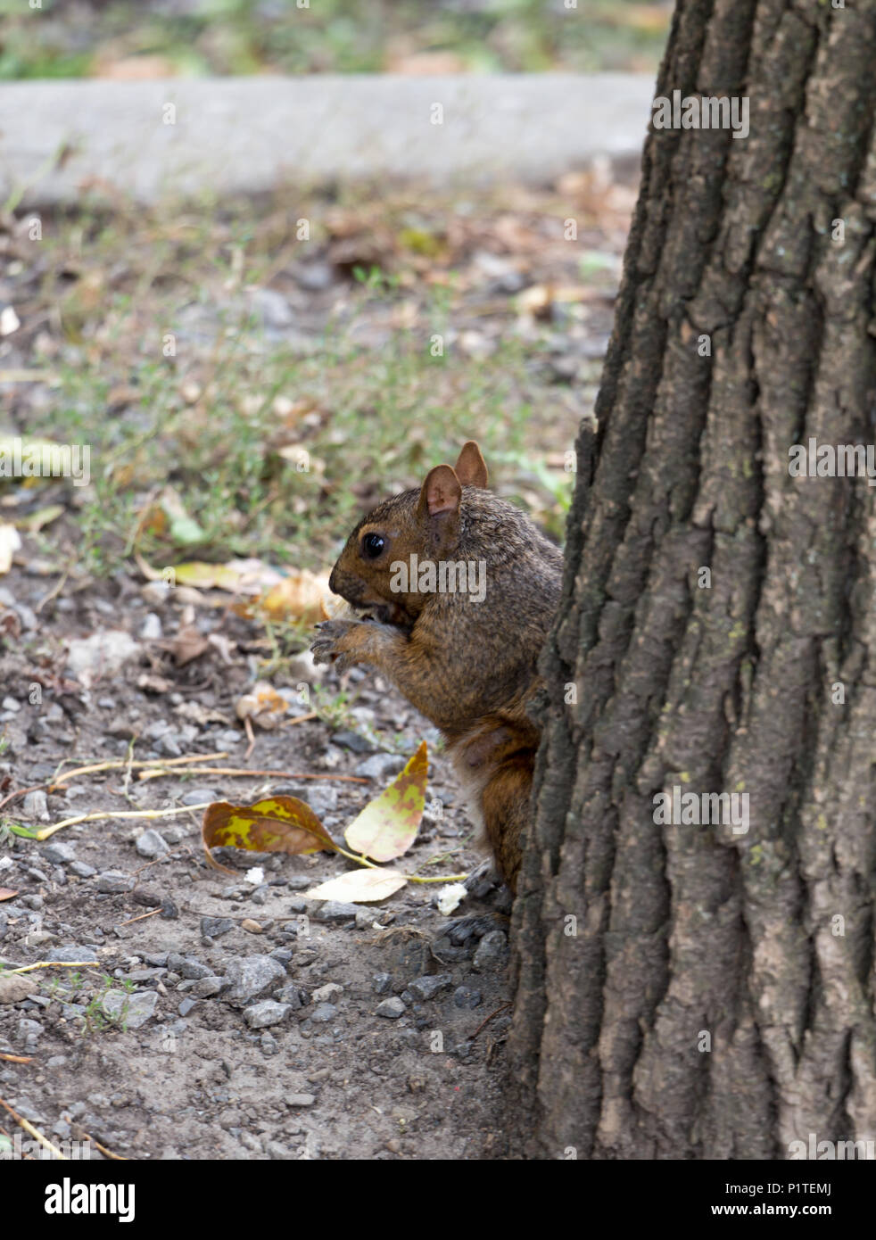 Squirrel hiding behind Tree Montréal Canada Stock Photo - Alamy