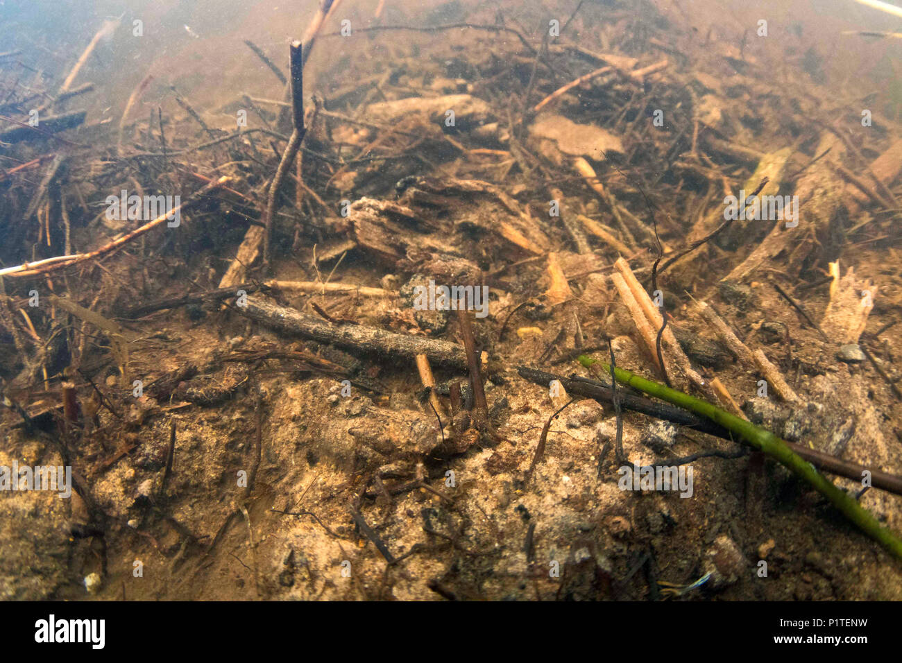 Golden ringed dragonfly larvae underwater Stock Photo - Alamy