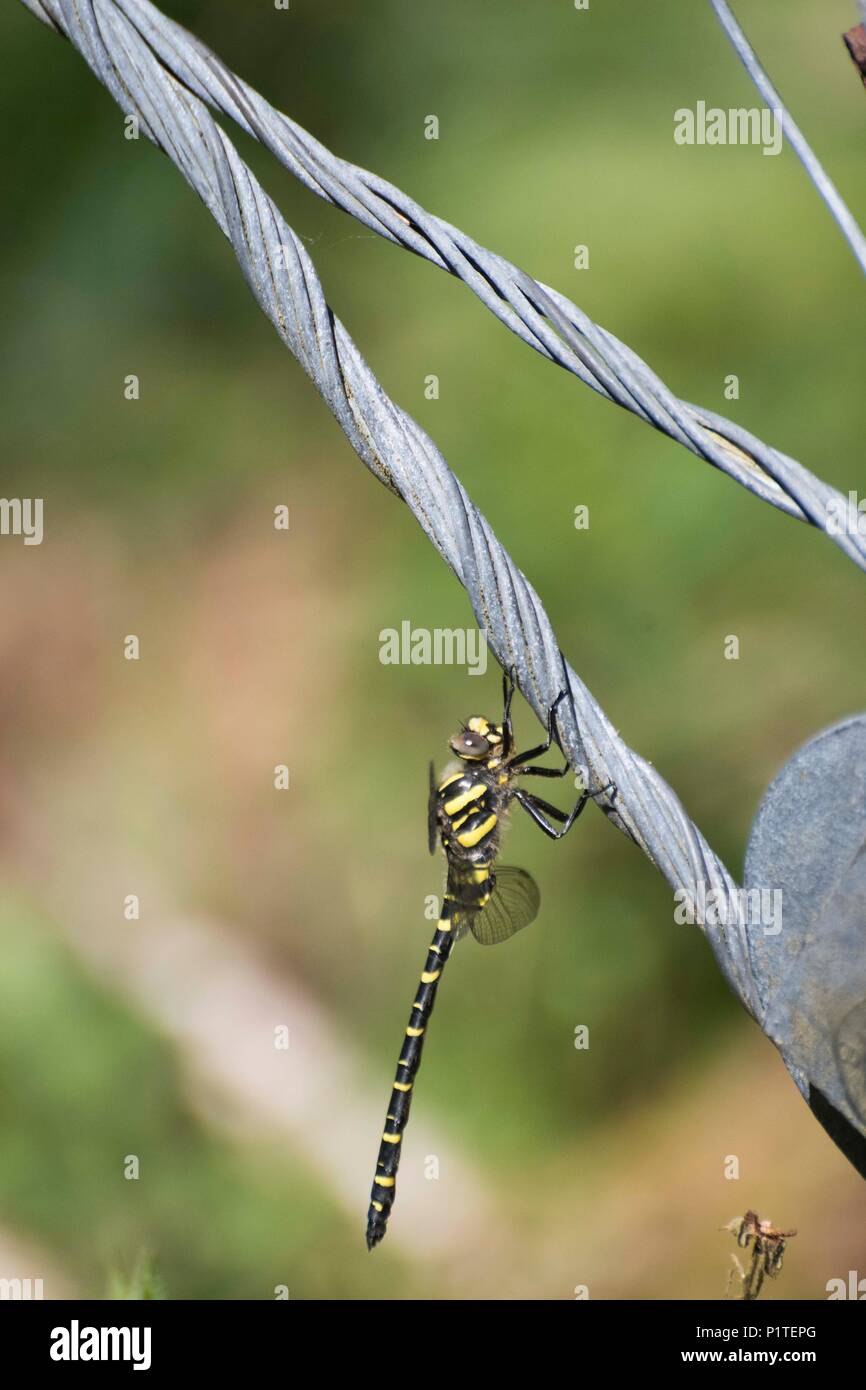 Golden ringed dragonfly Stock Photo - Alamy
