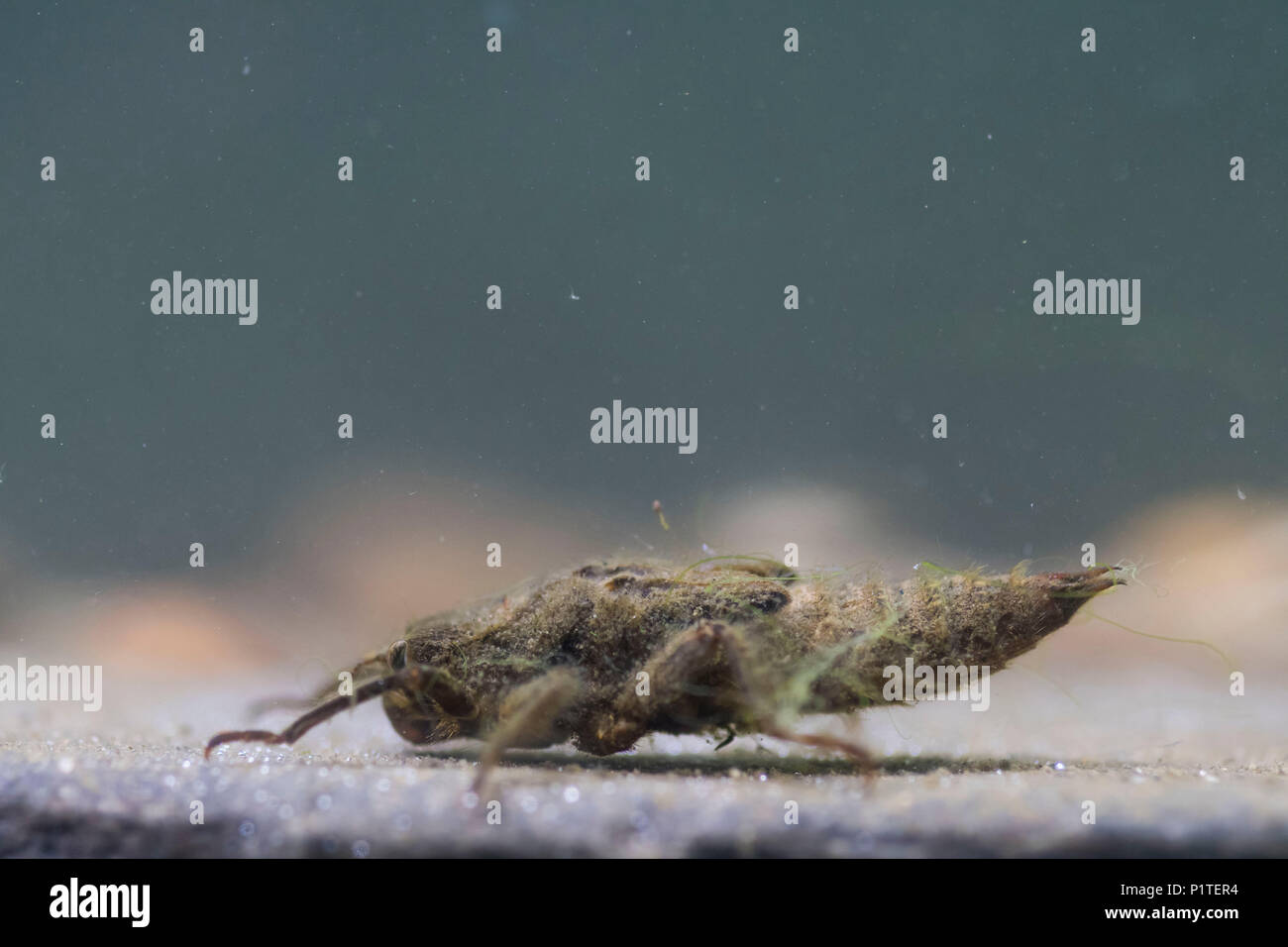 Dragonfly larvae underwater hi-res stock photography and images - Alamy