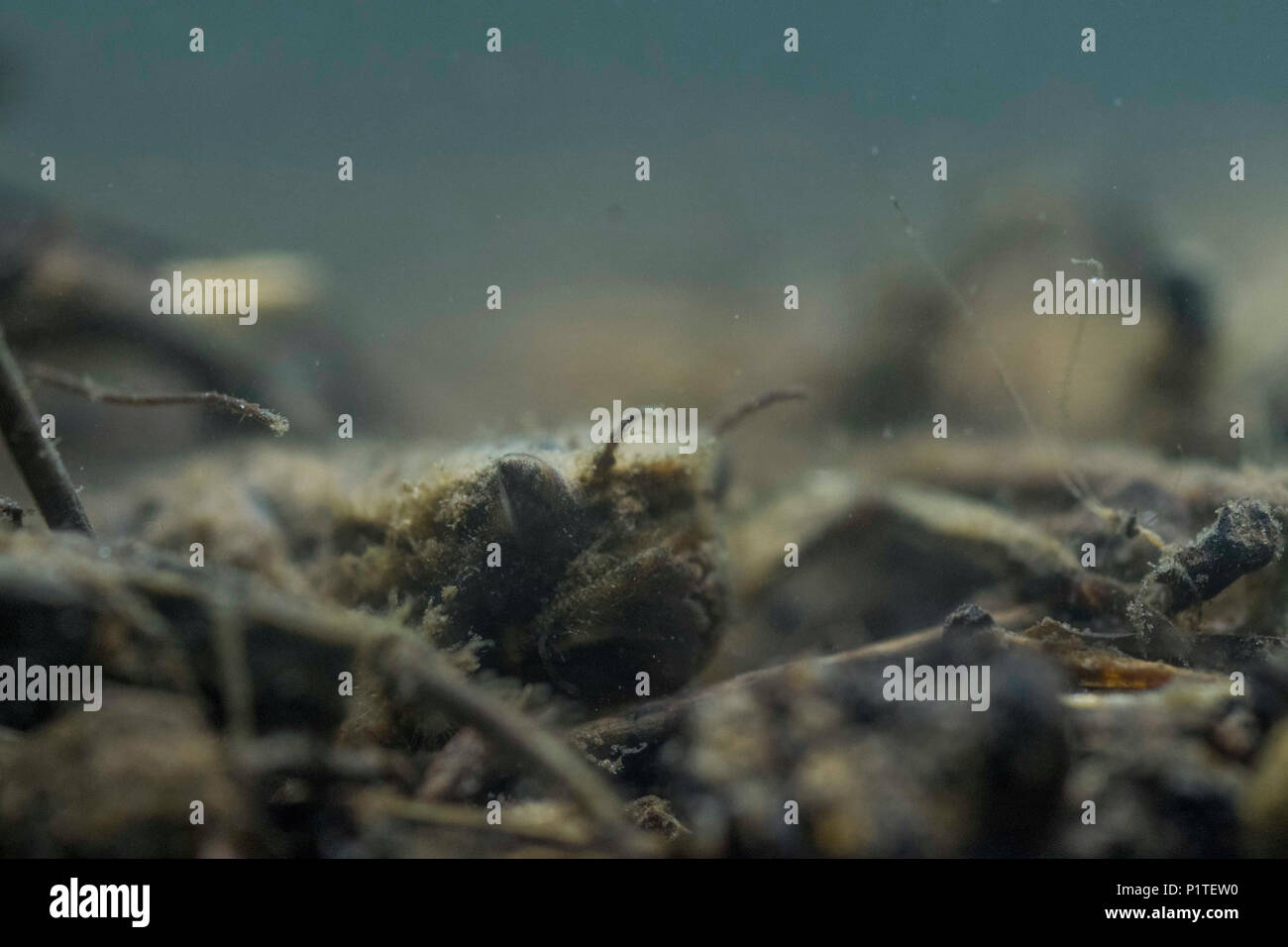 Dragonfly larvae pond hi-res stock photography and images - Alamy