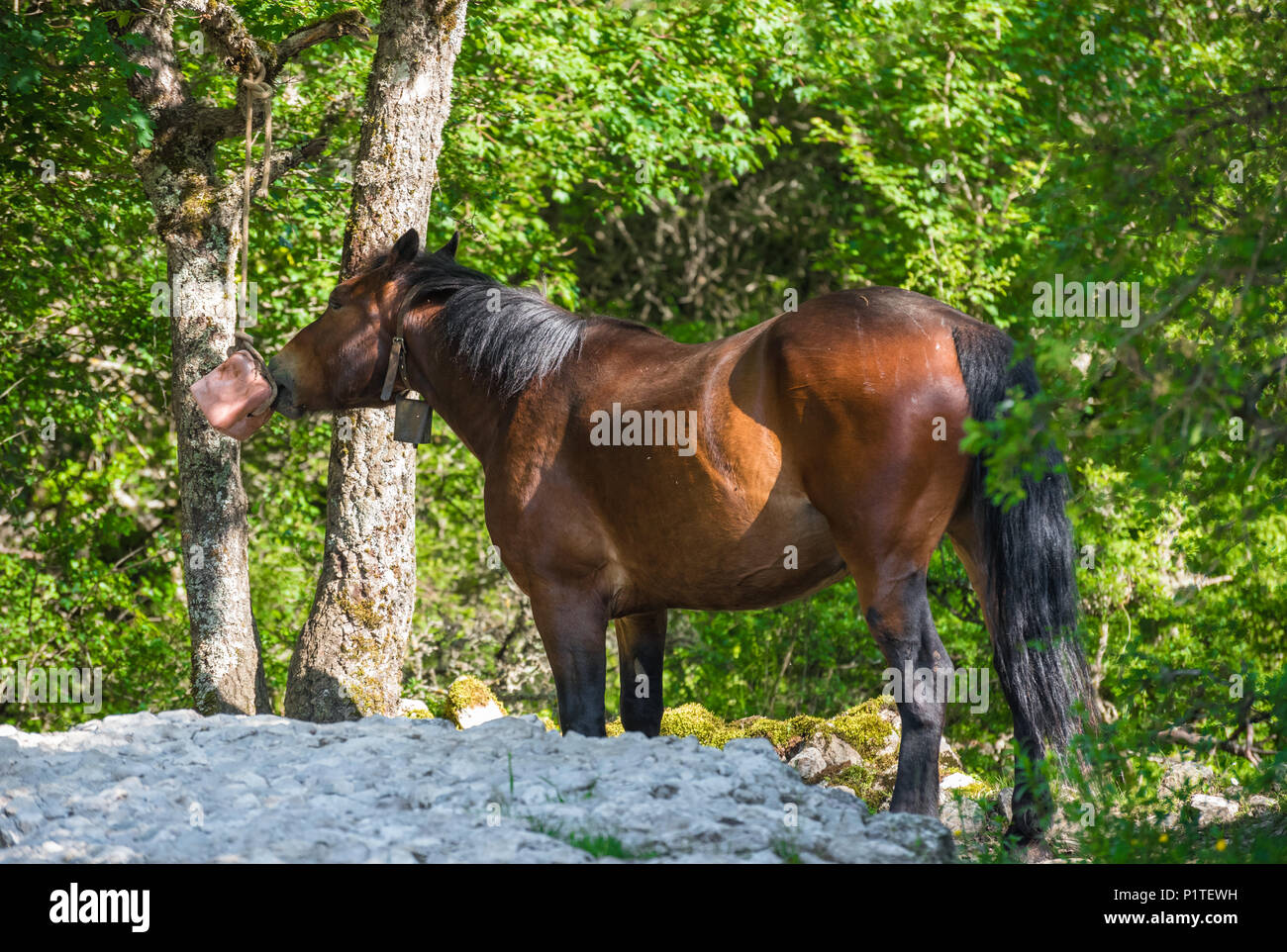 National Park of Abruzzo, Lazio and Molise (Italy) - The spring in the ...