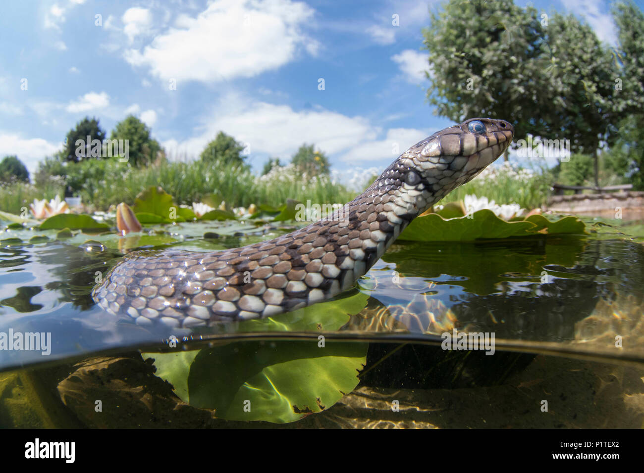 Snake underwater hi-res stock photography and images - Alamy
