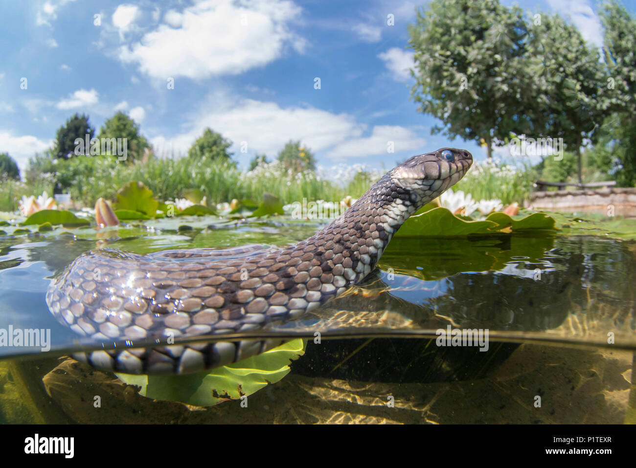 Grass snake shedding skin hi-res stock photography and images - Alamy