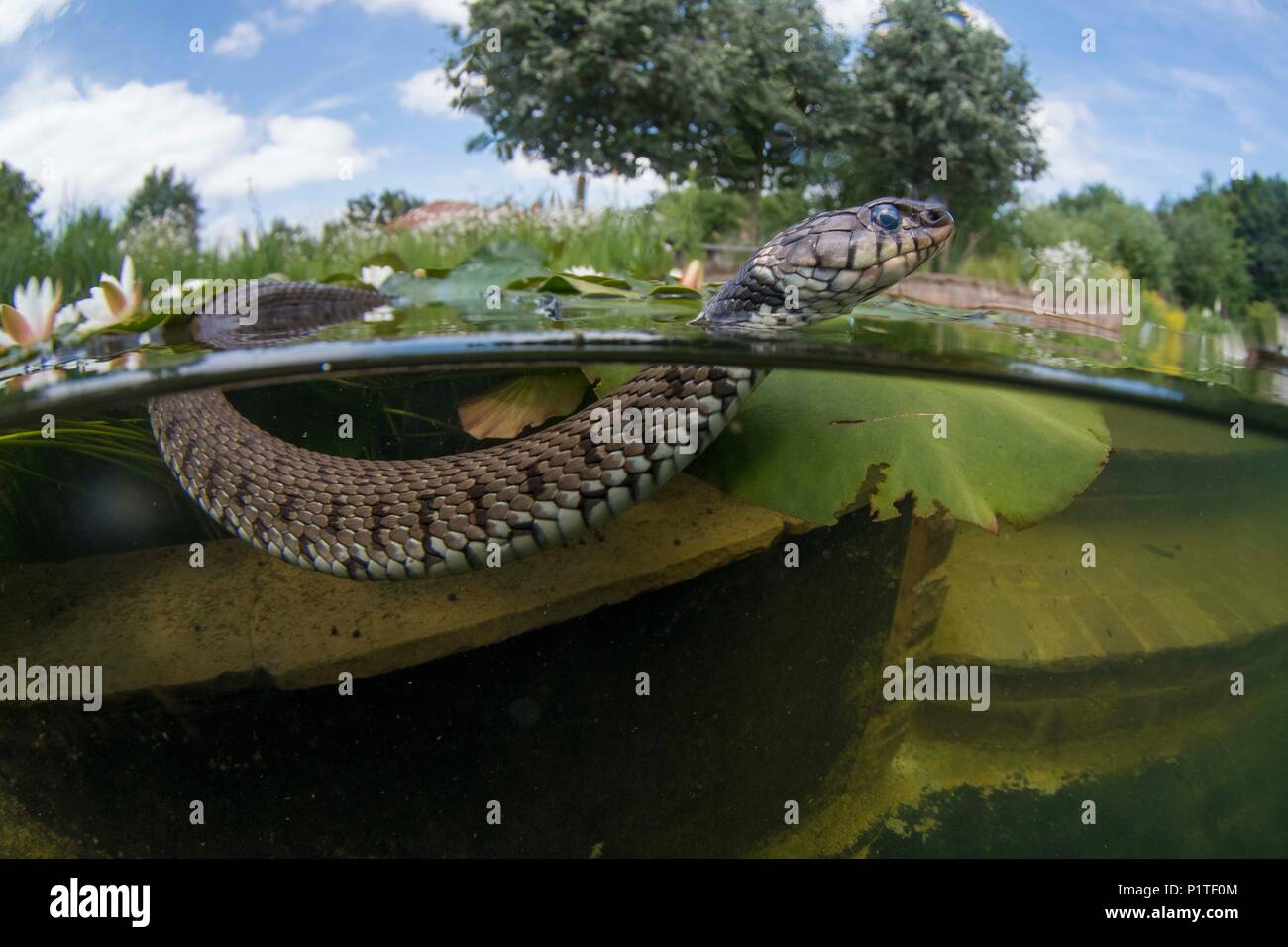 Grass snake shedding skin hi-res stock photography and images - Alamy