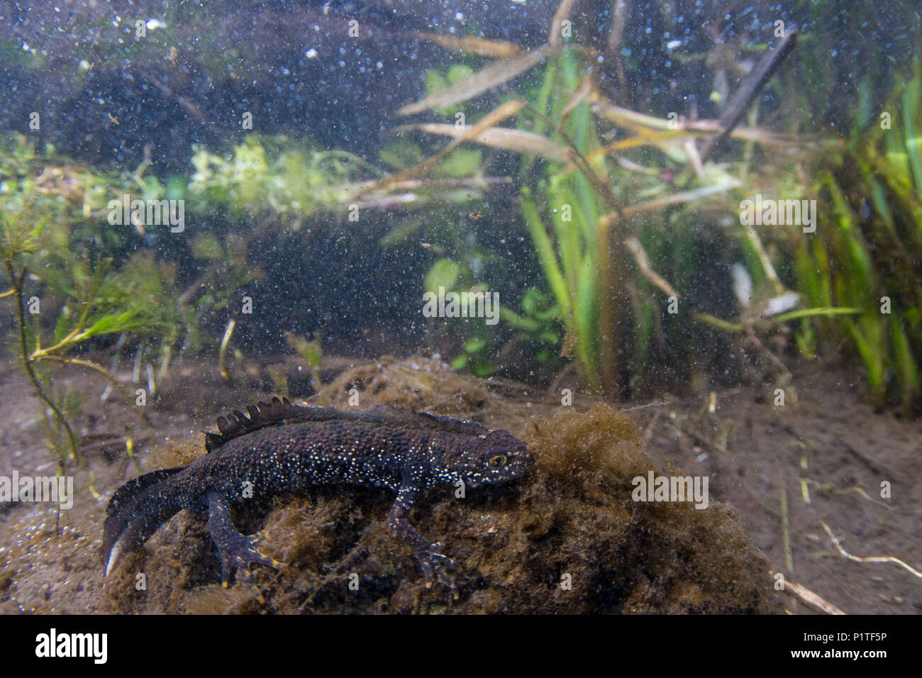 Great crested newt male underwater Stock Photo - Alamy