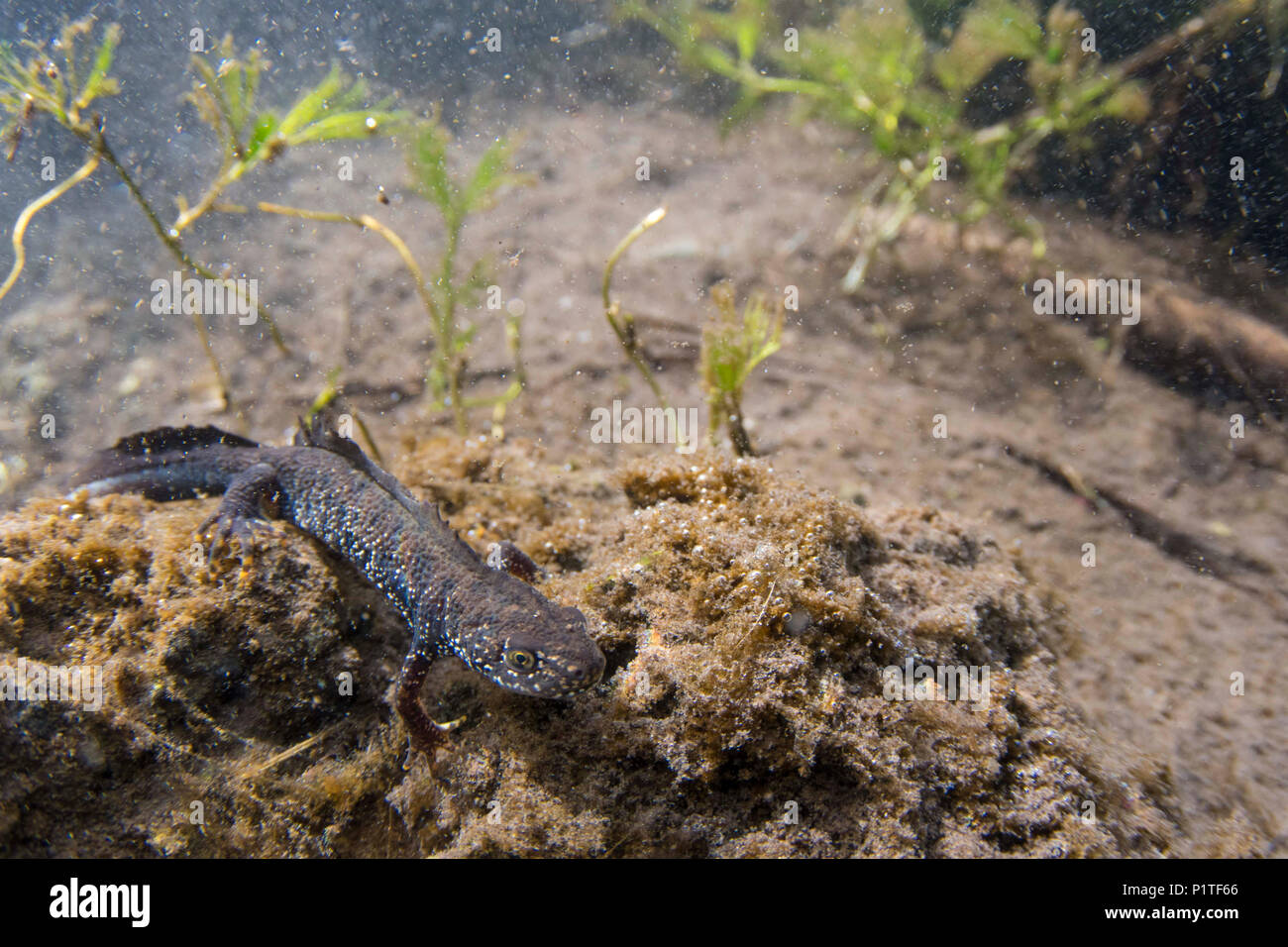Great crested newt male underwater Stock Photo - Alamy