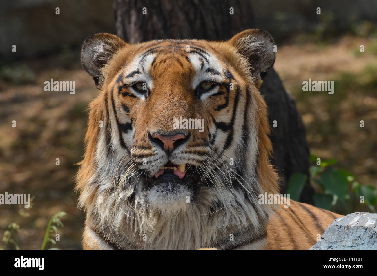 Royal Bengal Tiger, New Delhi, India- April 3, 2018: Portrait of A ...