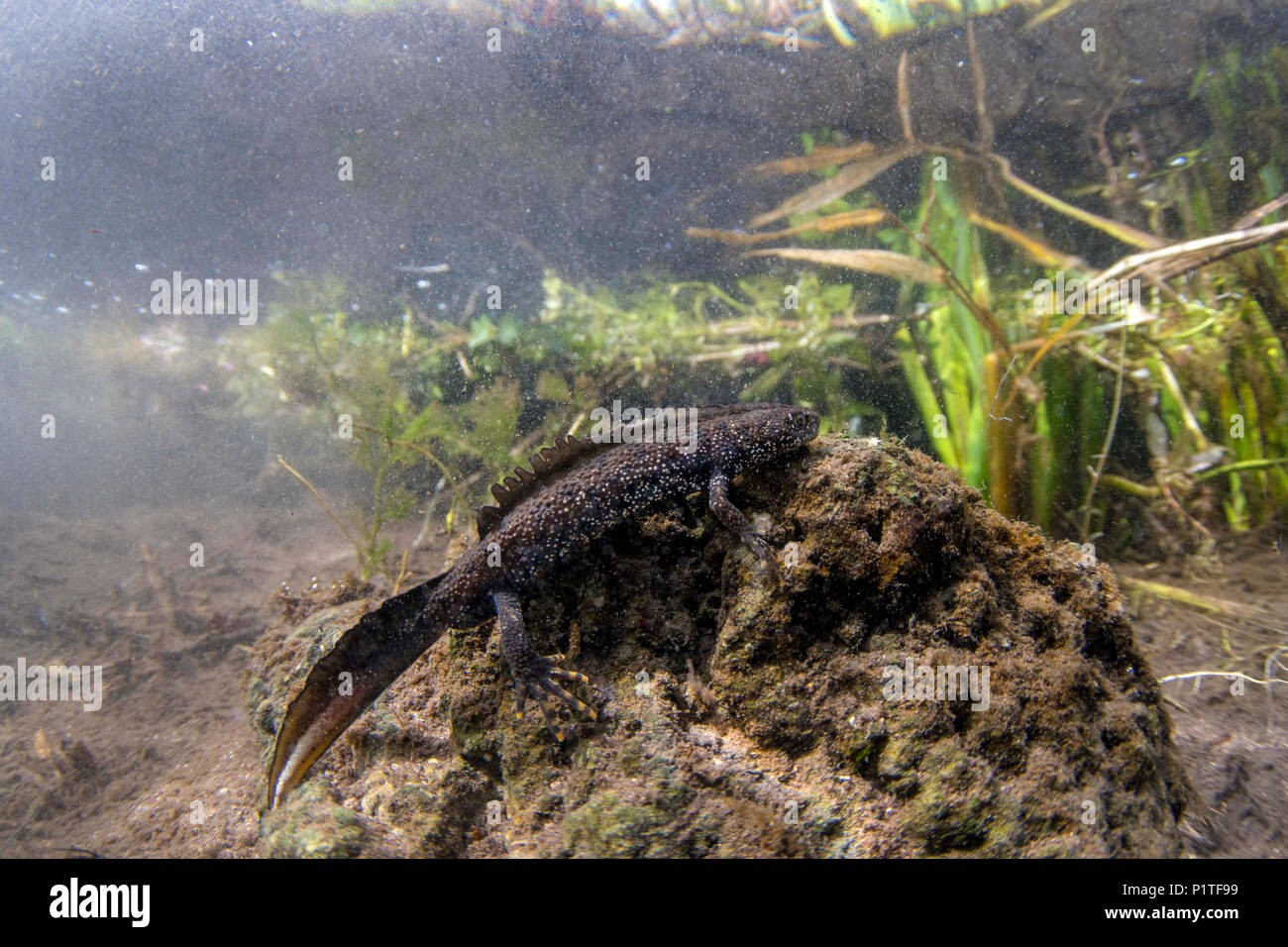 Great crested newt male underwater Stock Photo - Alamy