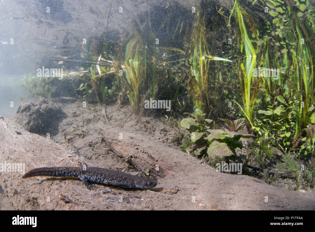 great crested newt female underwater Stock Photo - Alamy