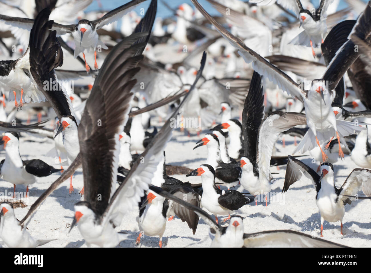 A large flock of black skimmers landing on a sandy beach in Florida ...