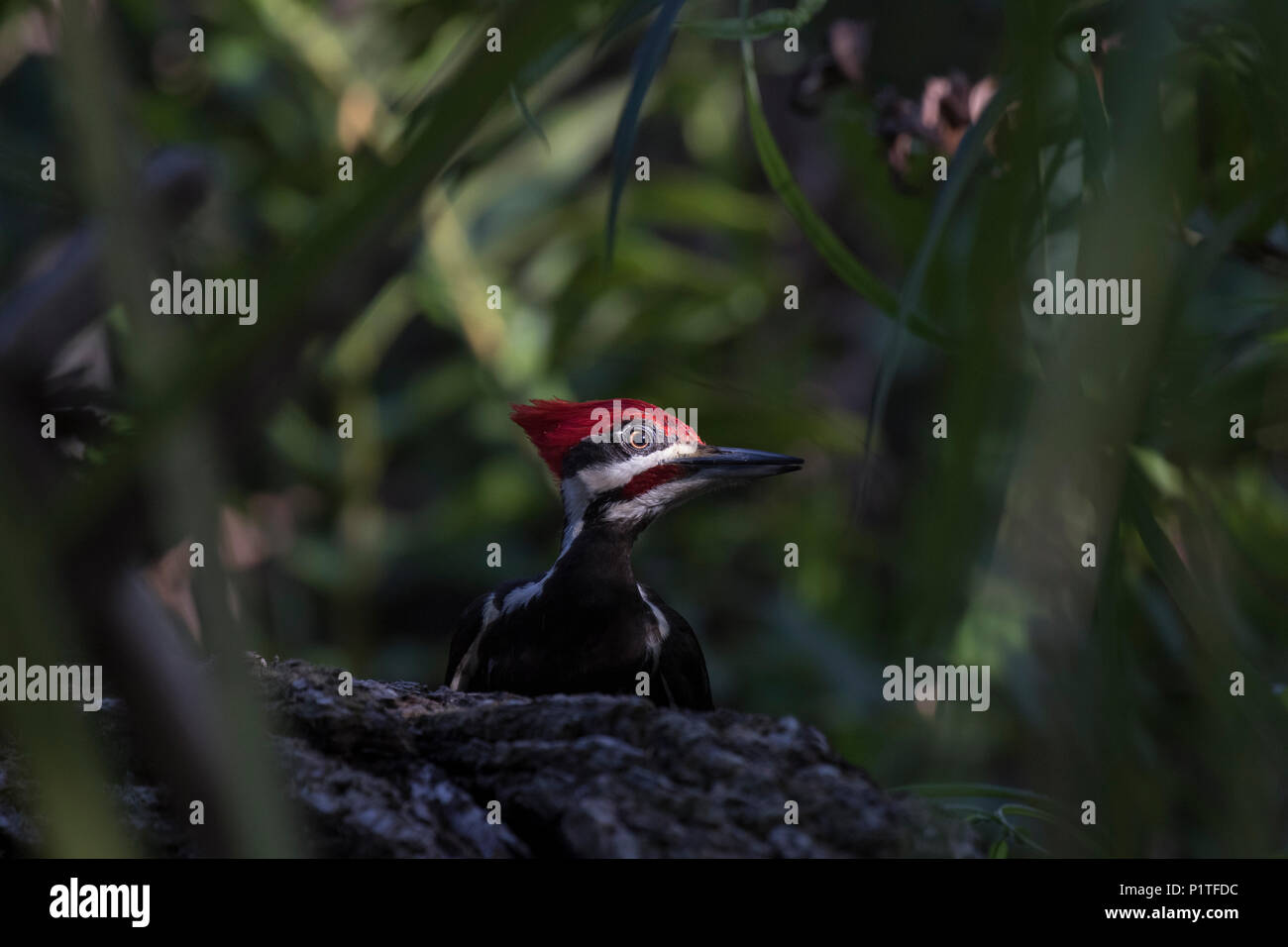 Grubs in log hi-res stock photography and images - Alamy