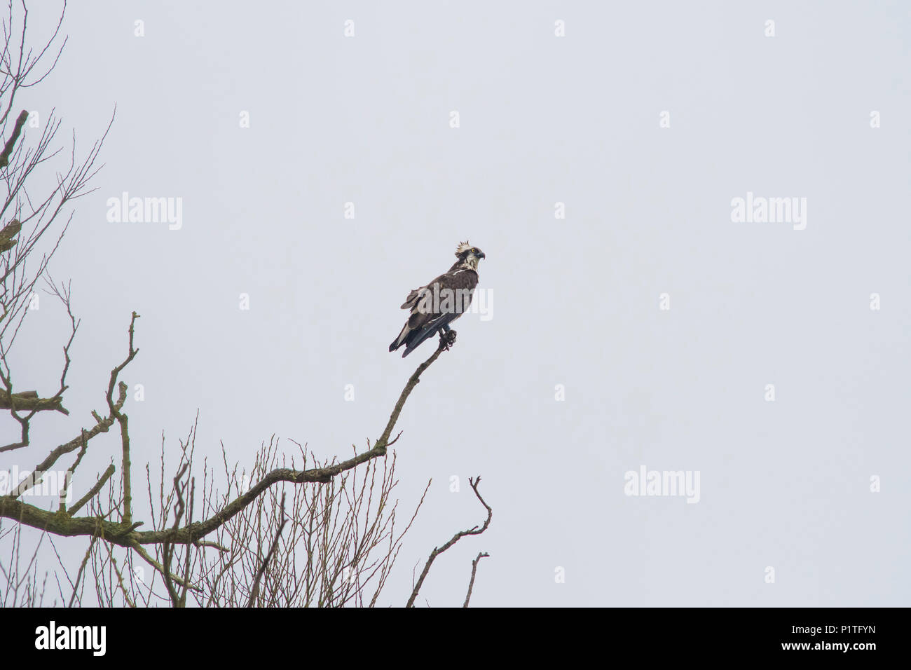 Osprey on perch Stock Photo - Alamy