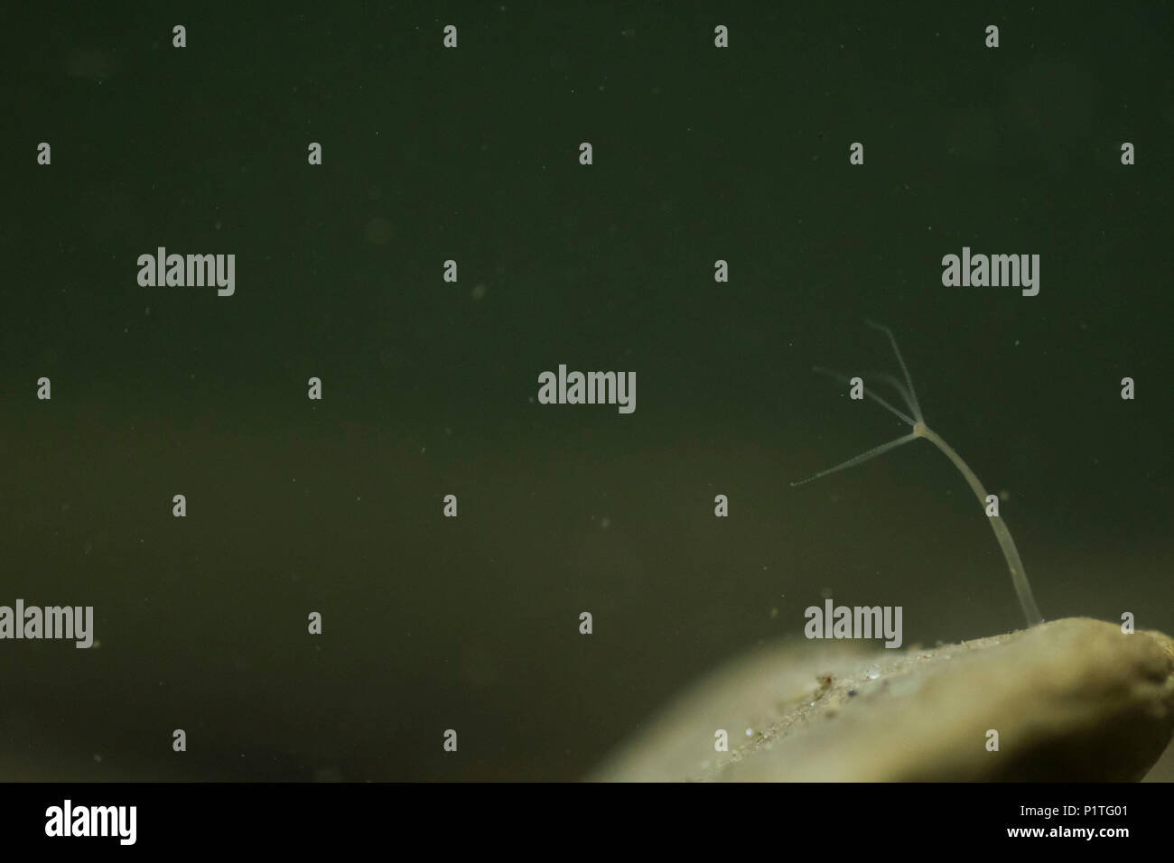 Freshwater hydra hi-res stock photography and images - Alamy