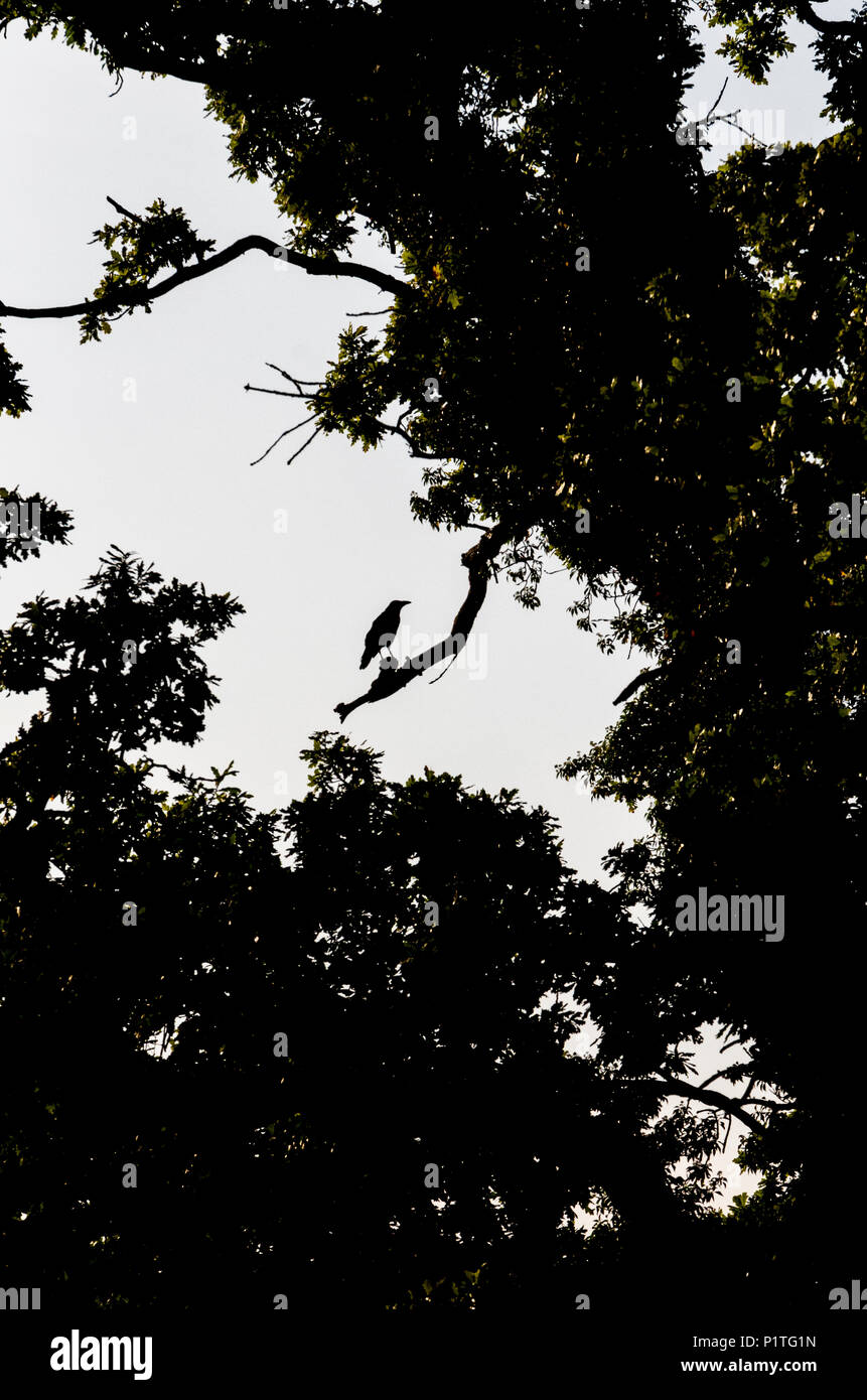 Crow silhouette tree hi-res stock photography and images - Alamy