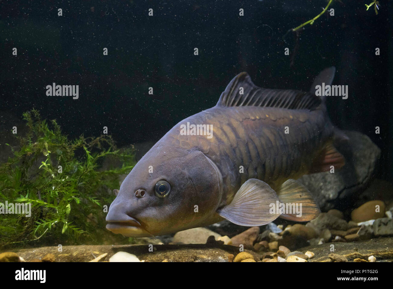 Mirror carp underwater hi-res stock photography and images - Alamy