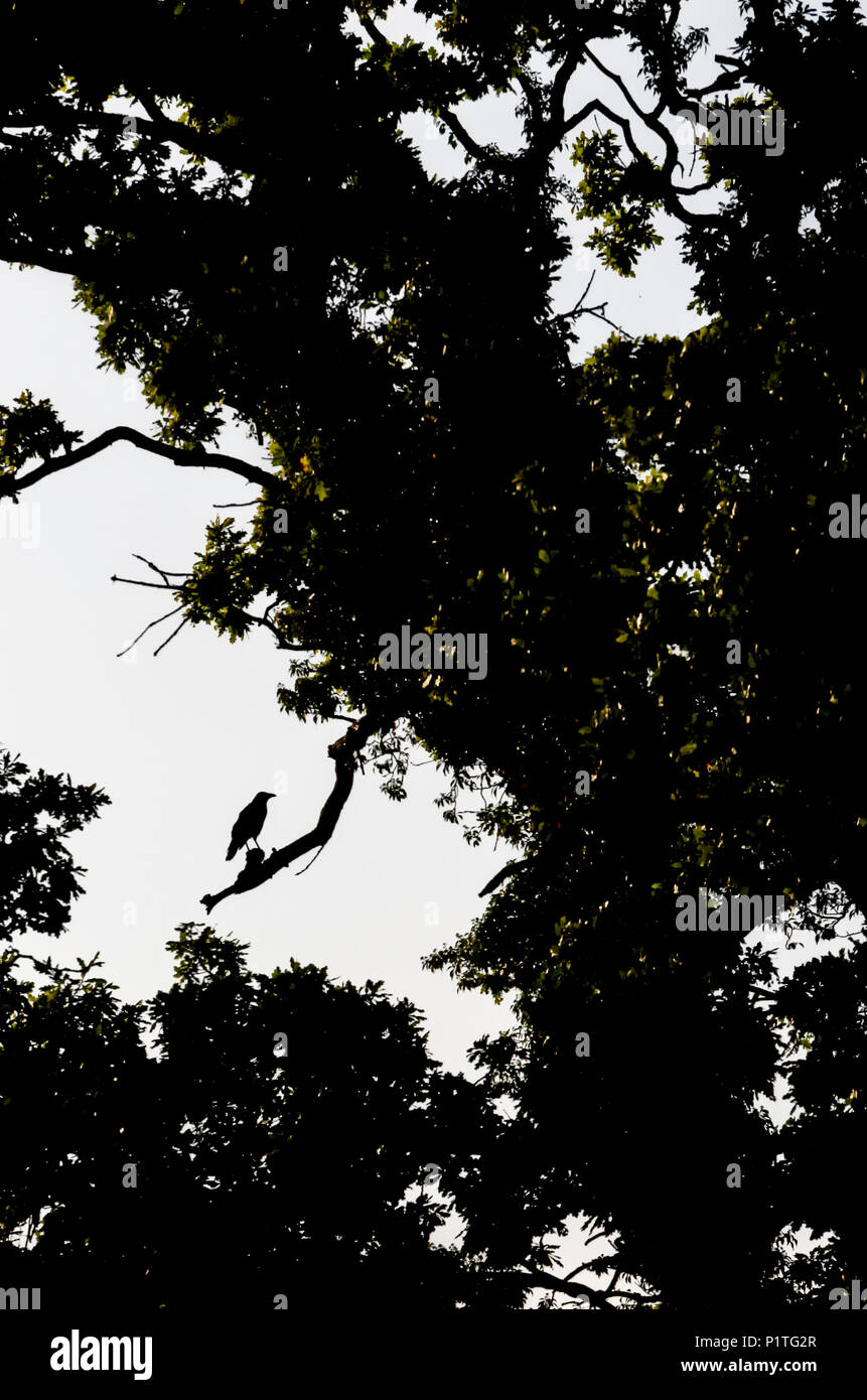Crow silhouette tree hi-res stock photography and images - Alamy